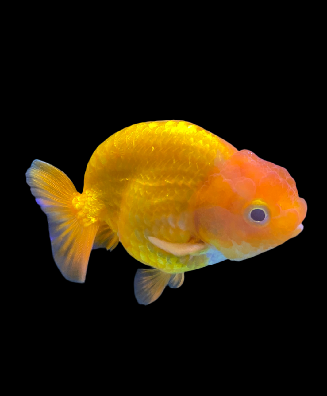 Premium Goldfish Canada Best Quality Ranchu & Oranda in Canada Online
