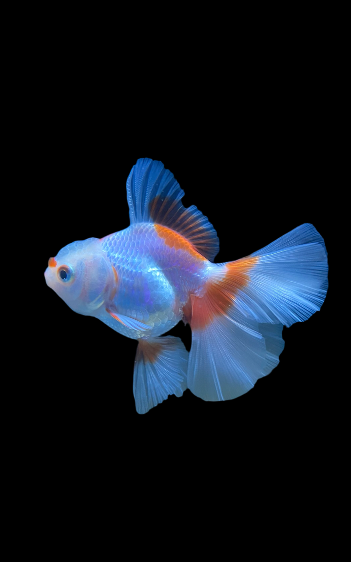 Premium Goldfish Canada Best Quality Ranchu & Oranda in Canada Online