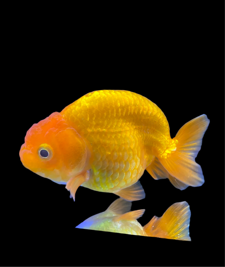 Premium Goldfish Canada Best Quality Ranchu & Oranda in Canada Online