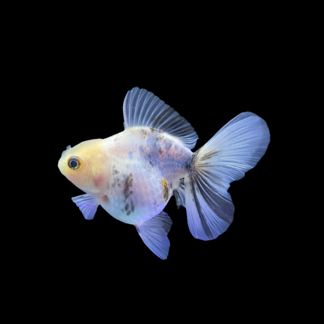 Premium Goldfish Canada Best Quality Ranchu & Oranda in Canada Online