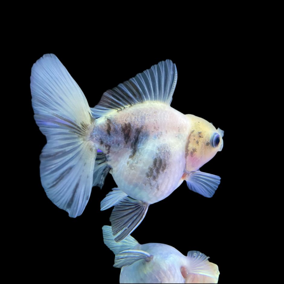 Premium Goldfish Canada Best Quality Ranchu & Oranda in Canada Online