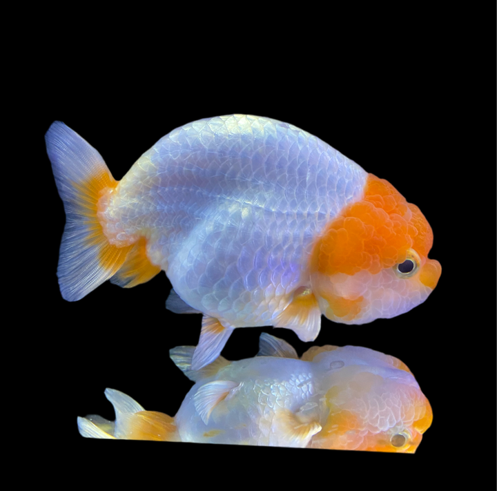 Premium Goldfish Canada Best Quality Ranchu & Oranda in Canada Online