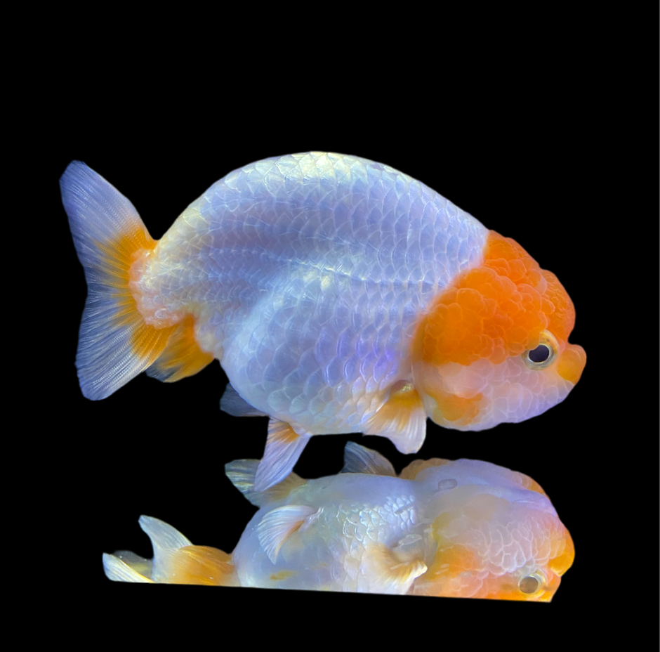Premium Goldfish Canada Best Quality Ranchu & Oranda in Canada Online