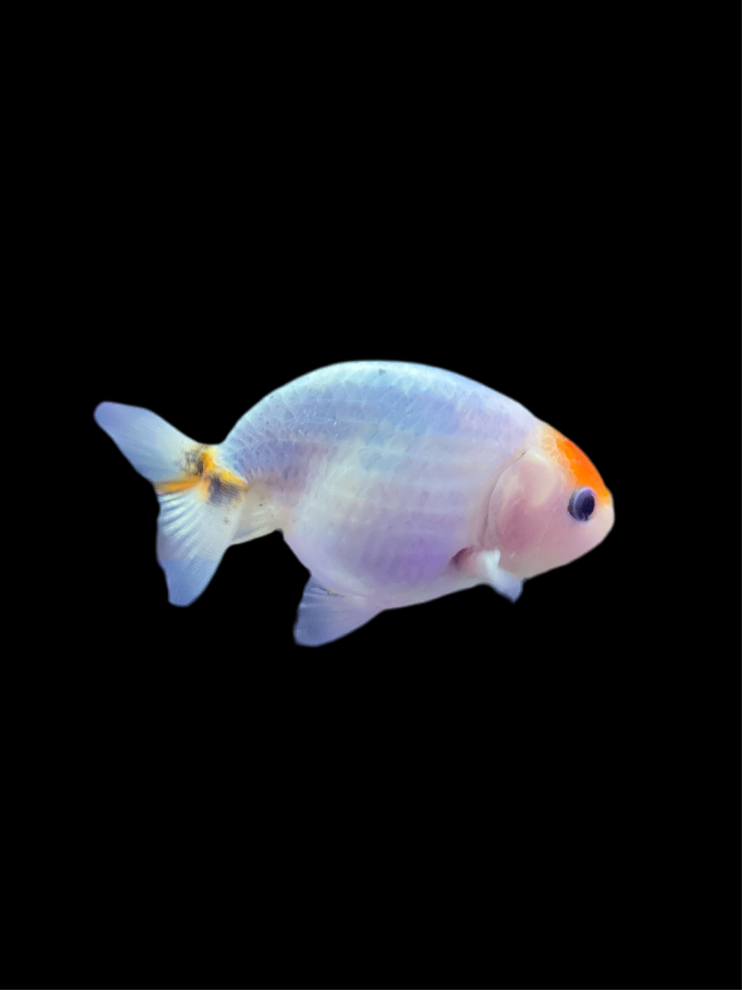 Premium Goldfish Canada Best Quality Ranchu & Oranda in Canada Online