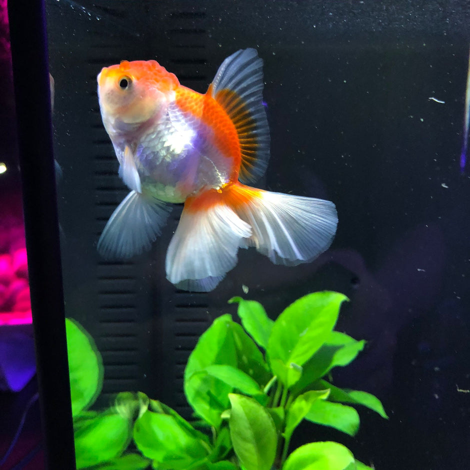 Premium Goldfish Canada Best Quality Ranchu & Oranda in Canada Online