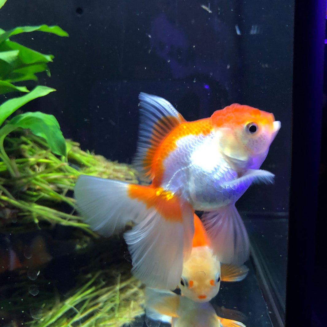 Premium Goldfish Canada Best Quality Ranchu & Oranda in Canada Online