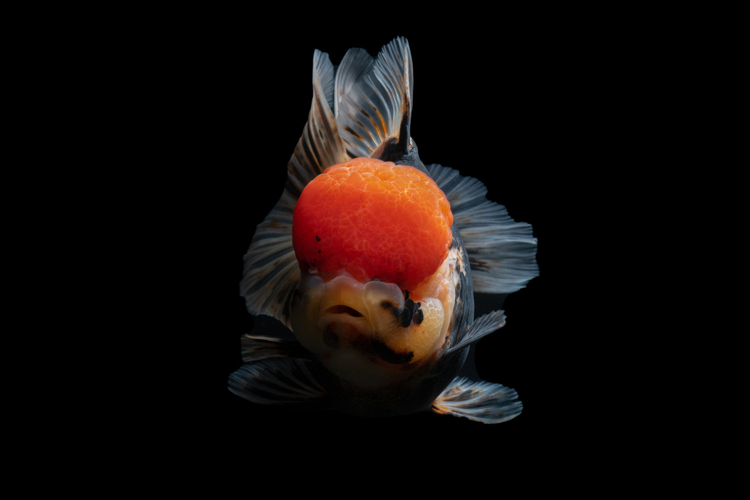Premium Goldfish Canada Best Quality Ranchu & Oranda in Canada Online
